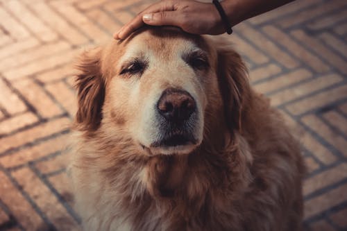 Merrick Senior Dog Food|What To Know - Natural Dog Food Benefits