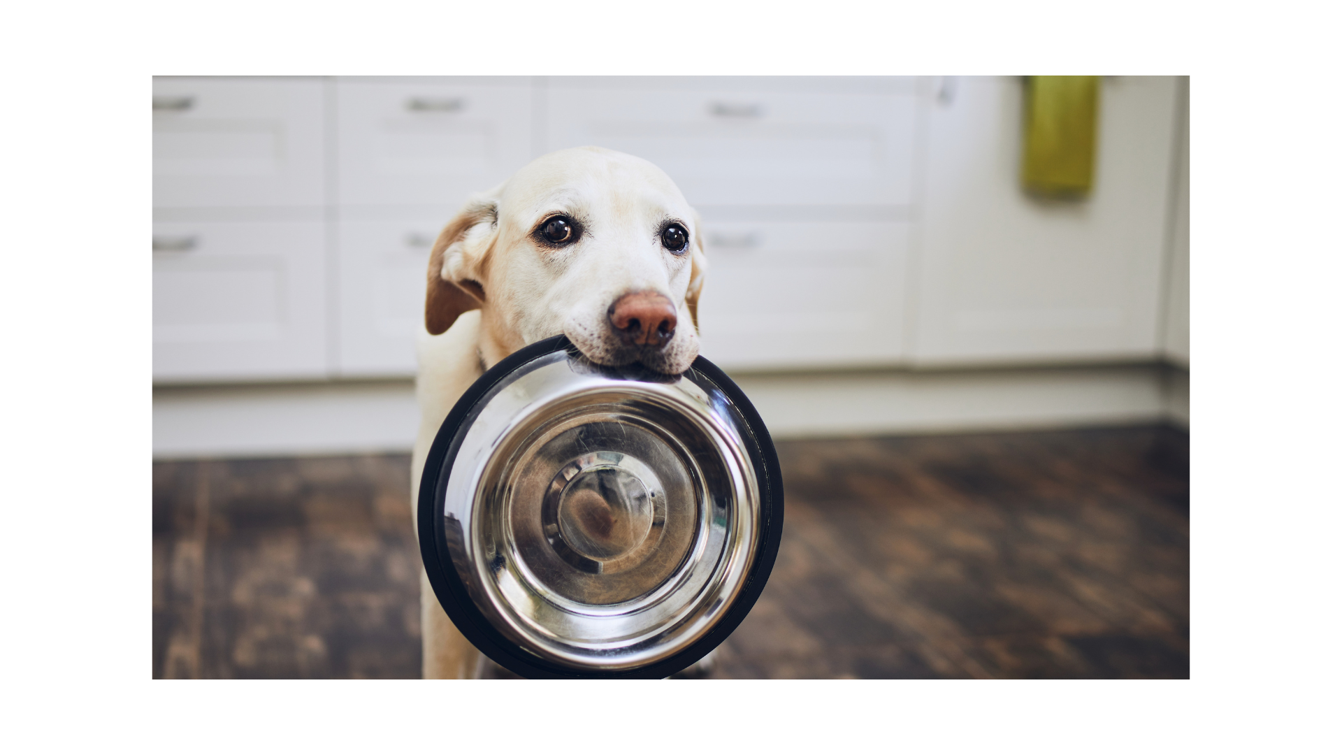 The Ultimate Guide to Choosing Big Dog Bowls - Natural Dog Food Benefits