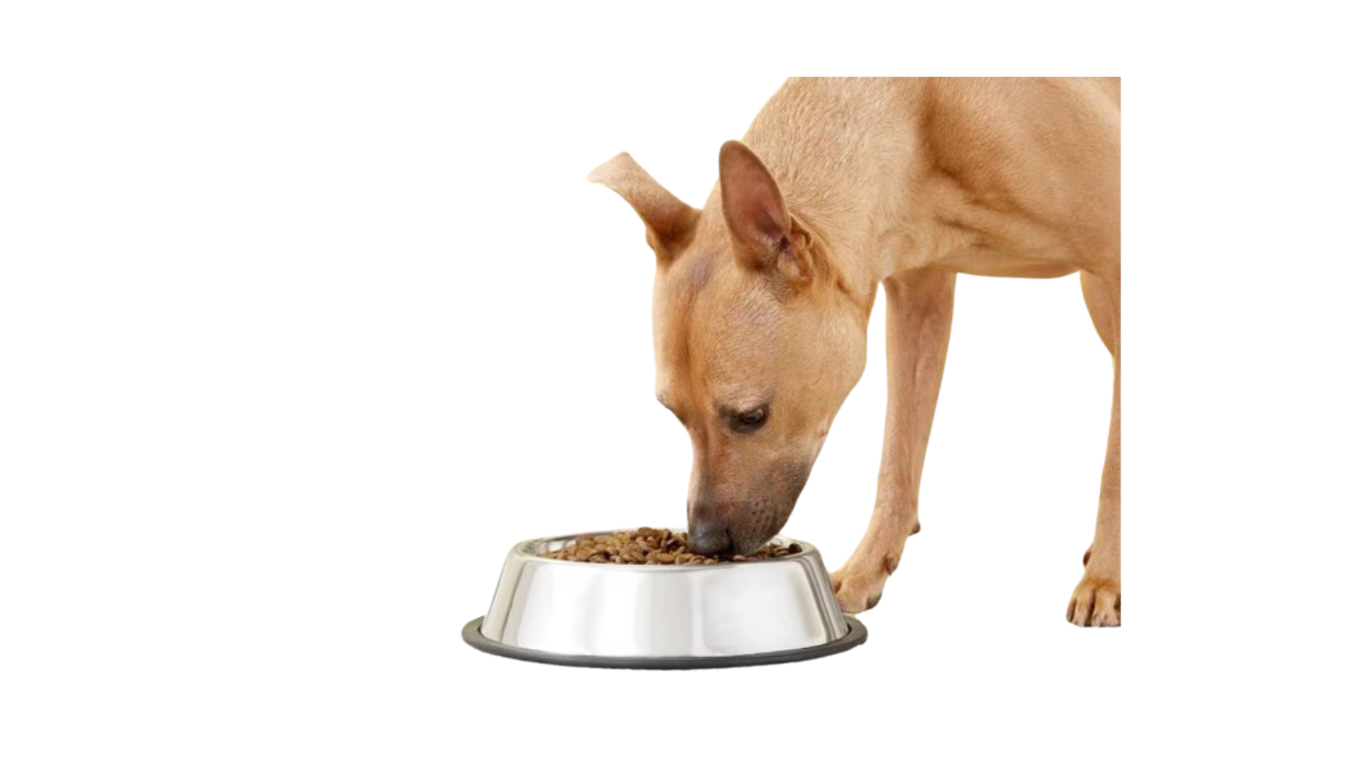 The Ultimate Guide to Choosing Big Dog Bowls - Natural Dog Food Benefits